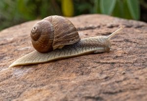 Snail Facts, Types, Diet, Reproduction, Classification, Pictures