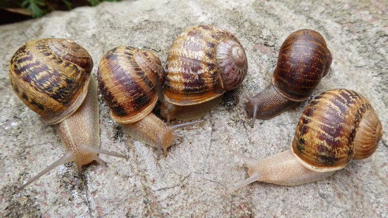 Snail Facts, Types, Diet, Reproduction, Classification, Pictures