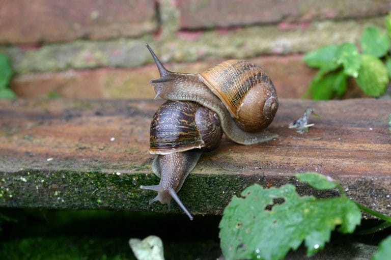 Snail Facts, Types, Diet, Reproduction, Classification, Pictures