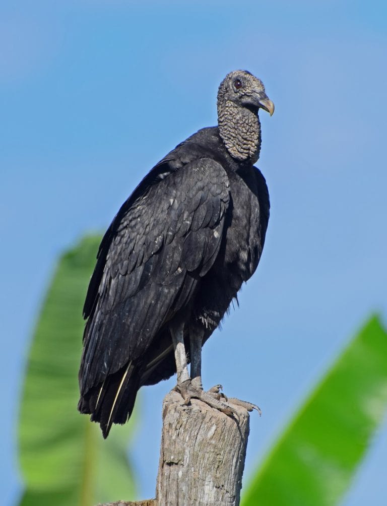 Black Vulture – Facts, Size, Sounds, Habitat, and Pictures