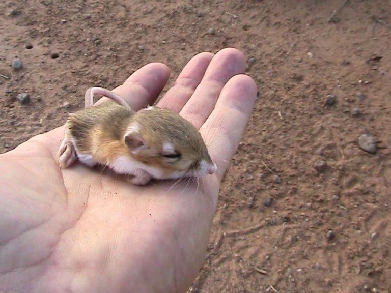 Kangaroo Rat – Facts, Size, Habitat, and Pictures