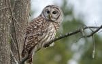 Barred Owl – Facts, Size, Sounds, Habitat, and Pictures