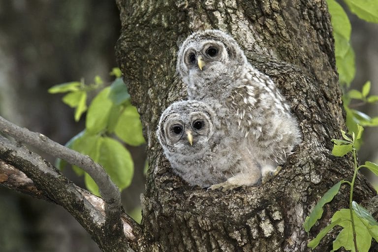 Barred Owl – Facts, Size, Sounds, Habitat, and Pictures