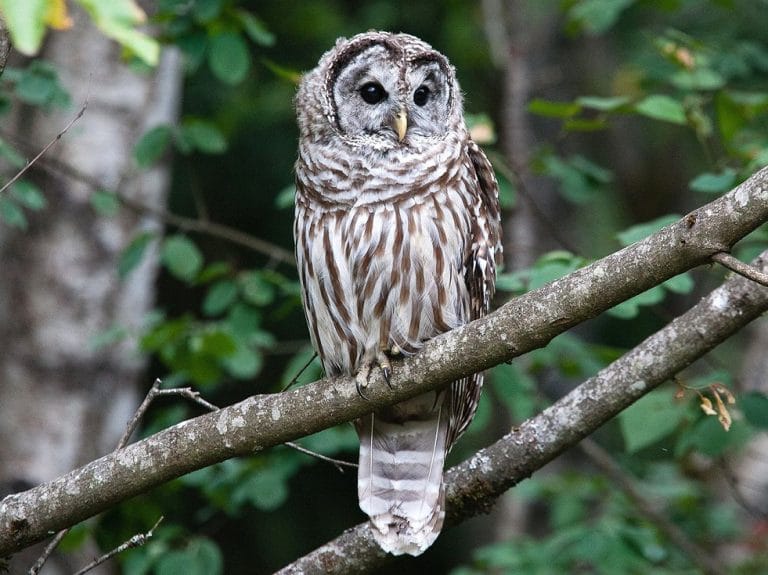 Barred Owl – Facts, Size, Sounds, Habitat, and Pictures
