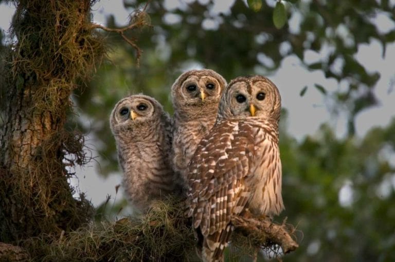 Barred Owl – Facts, Size, Sounds, Habitat, and Pictures