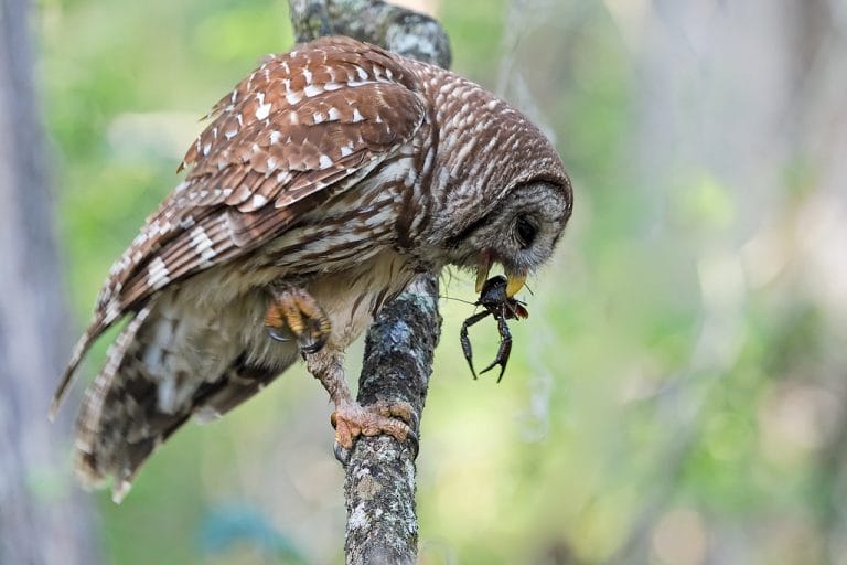 Barred Owl – Facts, Size, Sounds, Habitat, and Pictures