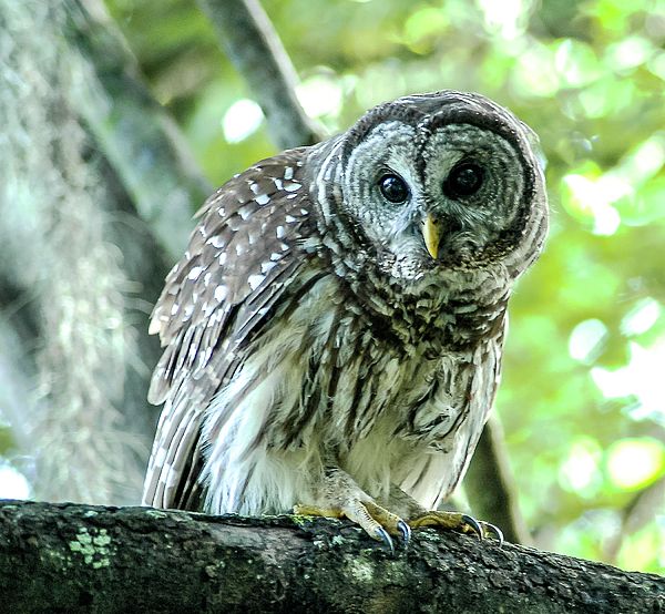 Barred Owl – Facts, Size, Sounds, Habitat, and Pictures