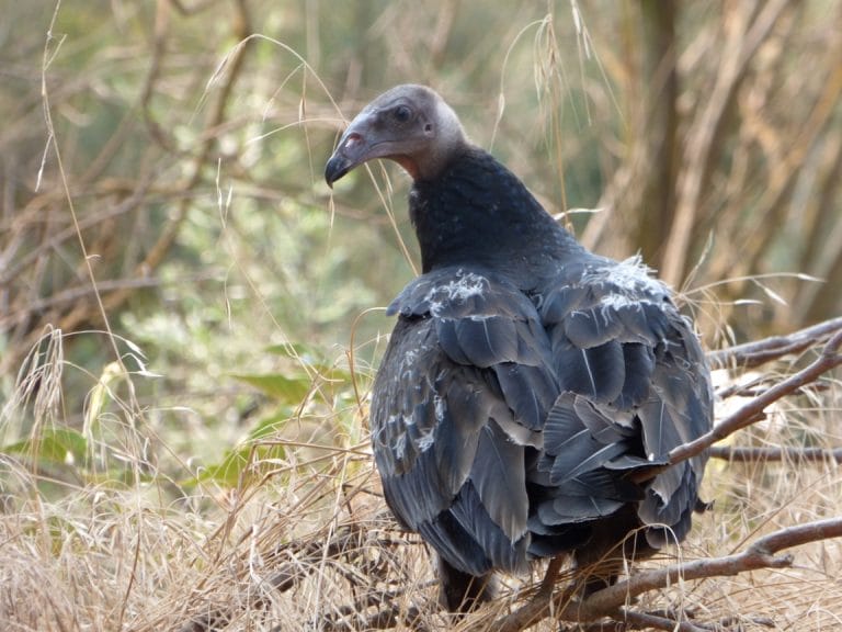 Turkey Vulture – Facts, Size, Sounds, Habitat, and Pictures