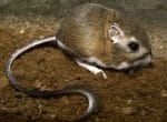 Kangaroo Rat – Facts, Size, Habitat, and Pictures