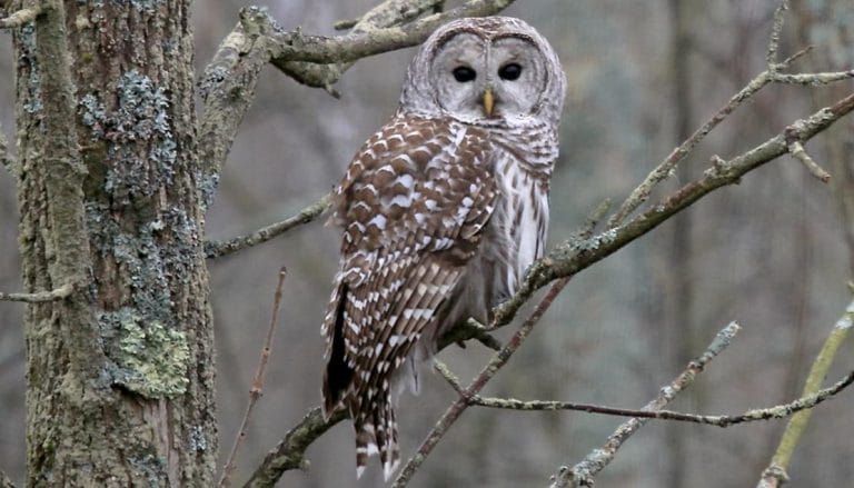 Barred Owl – Facts, Size, Sounds, Habitat, and Pictures