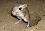 Kangaroo Rat – Facts, Size, Habitat, and Pictures