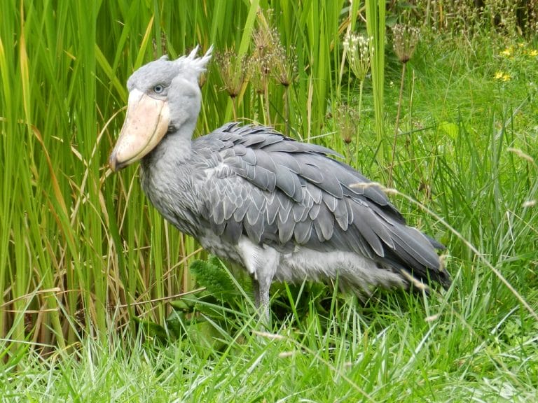 Shoebill Stork – Facts, Size, Sound, Habitat, and Pictures