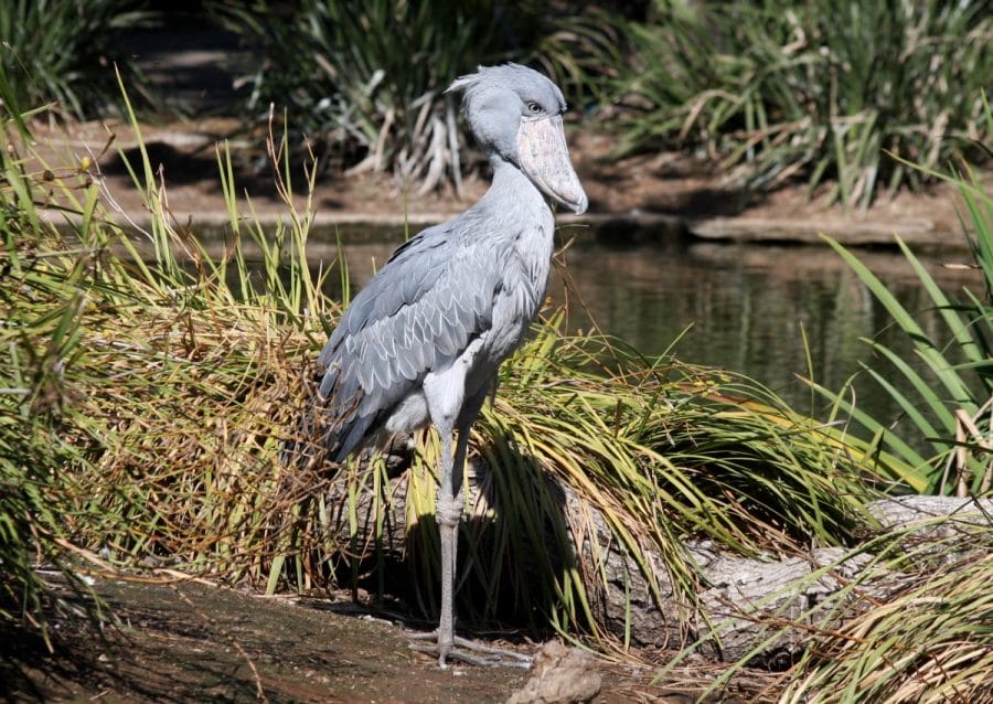 Shoebill Stork – Facts, Size, Sound, Habitat, and Pictures