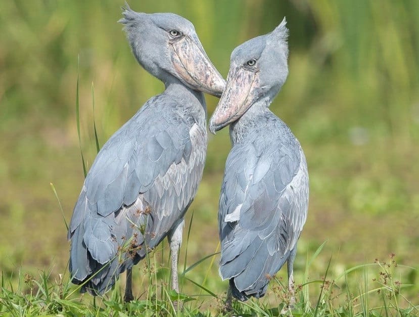 Shoebill Stork – Facts, Size, Sound, Habitat, and Pictures