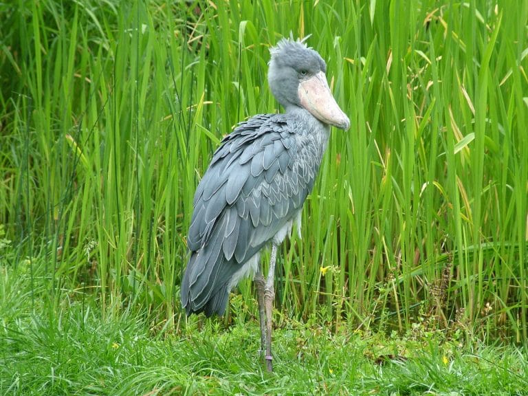 Shoebill Stork – Facts, Size, Sound, Habitat, and Pictures