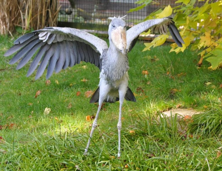 Shoebill Stork – Facts, Size, Sound, Habitat, and Pictures