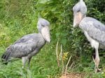 Shoebill Stork – Facts, Size, Sound, Habitat, and Pictures