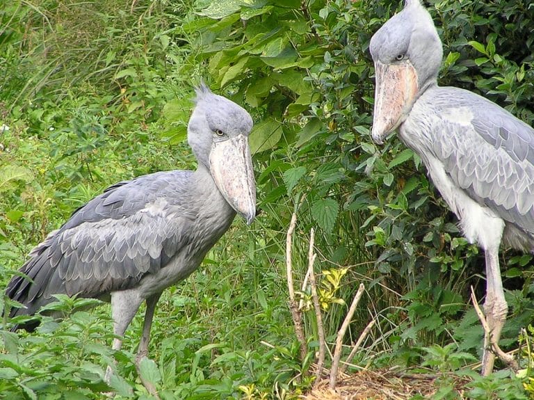 Shoebill Stork Facts Size Sound Habitat And Pictures