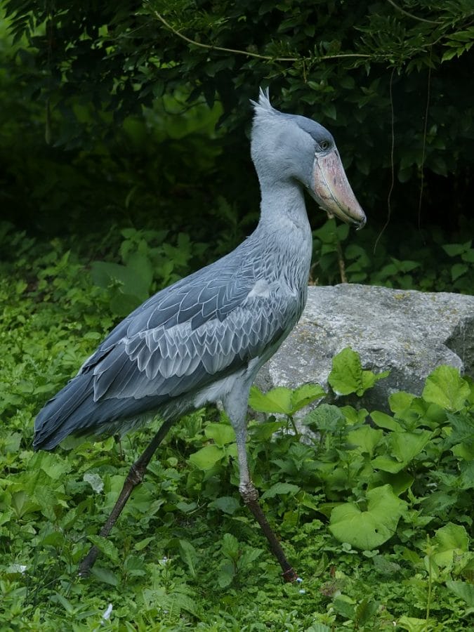 Shoebill Stork Facts Size Sound Habitat And Pictures