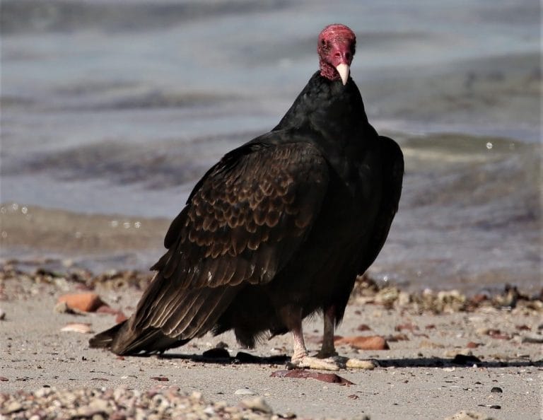 Turkey Vulture – Facts, Size, Sounds, Habitat, and Pictures