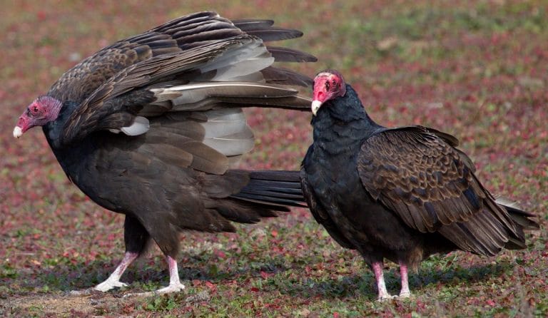 Turkey Vulture – Facts, Size, Sounds, Habitat, and Pictures