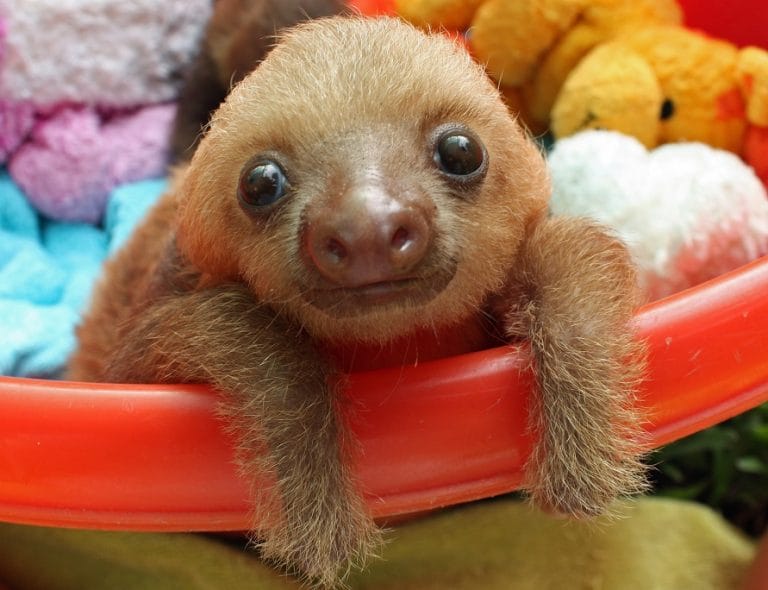 Sloth Facts, Types, Diet, Reproduction, Classification, Pictures