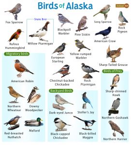List of the Common Birds Found in Alaska - Facts with Pictures