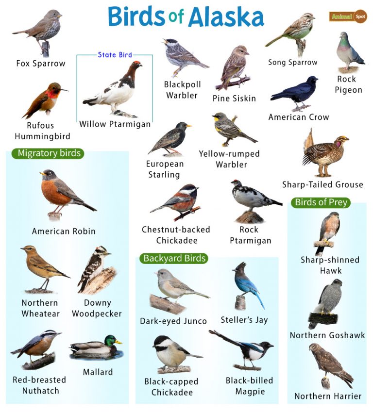 List of the Common Birds Found in Alaska - Facts with Pictures