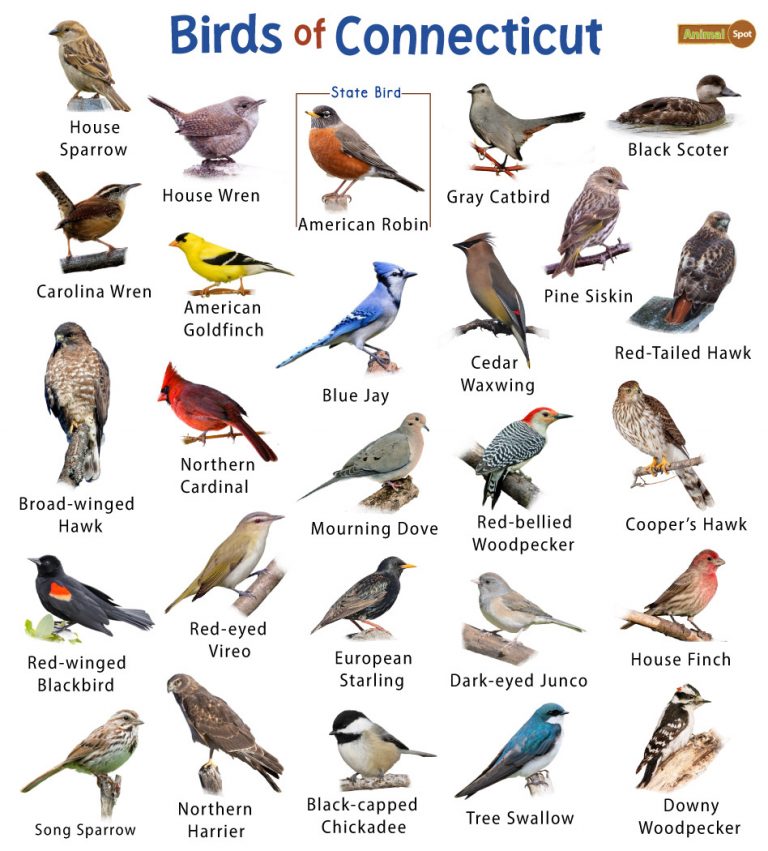 List of Common Birds Found in Massachusetts – Facts with Pictures