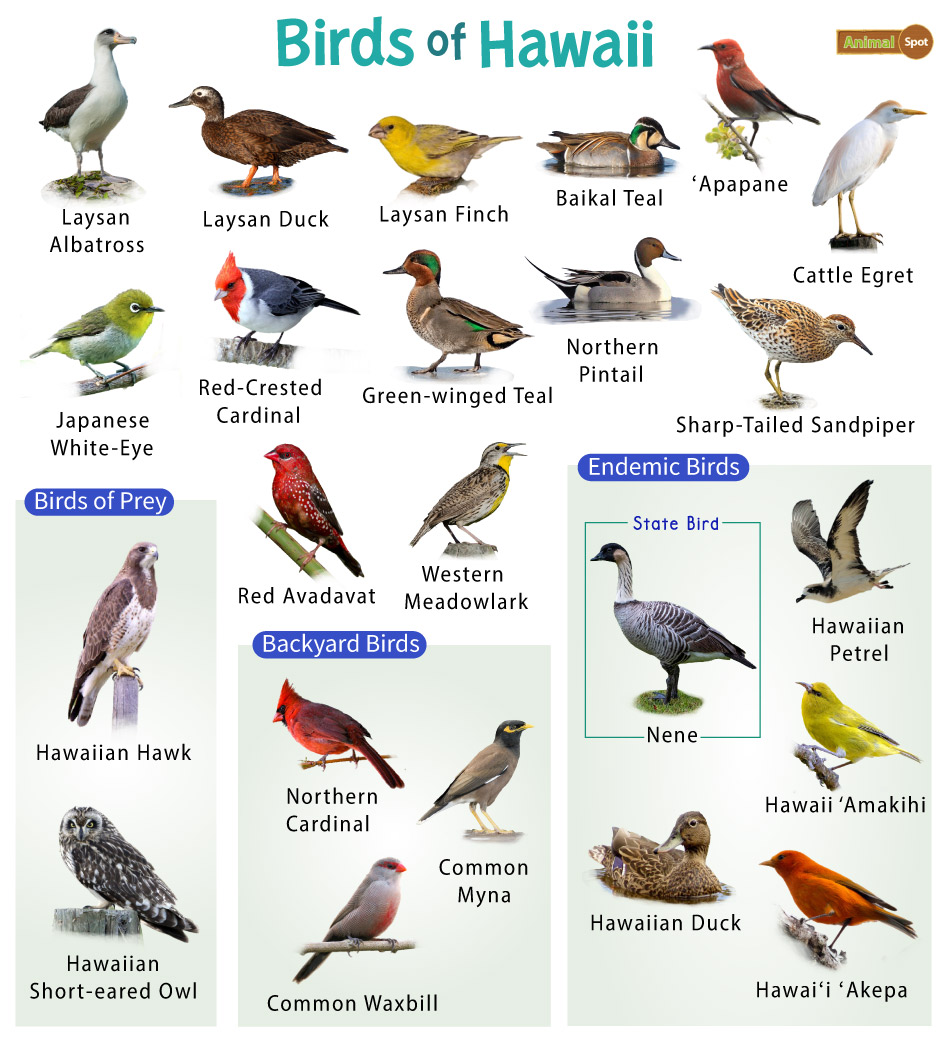 List Of The Common Birds Of Hawaii Facts With Pictures List Of The Common Birds Of Hawaii Facts With Pictures