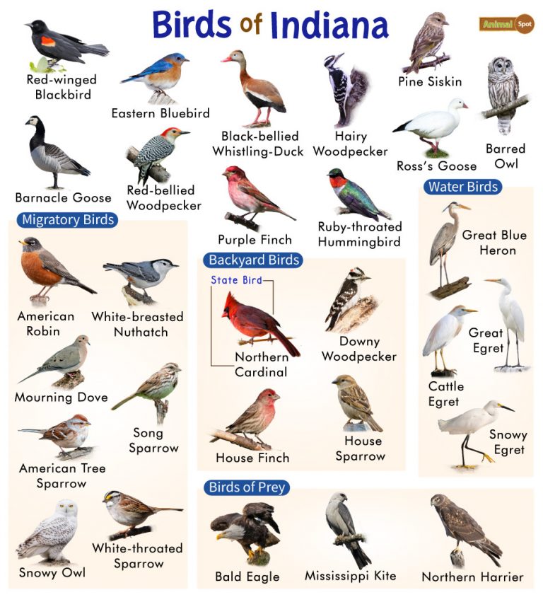List of Common Birds Found in Indiana – Facts with Pictures