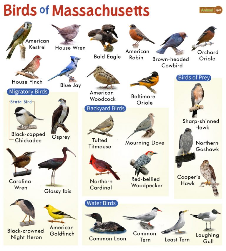 List of the Common Birds Found in Connecticut – Facts with Pictures