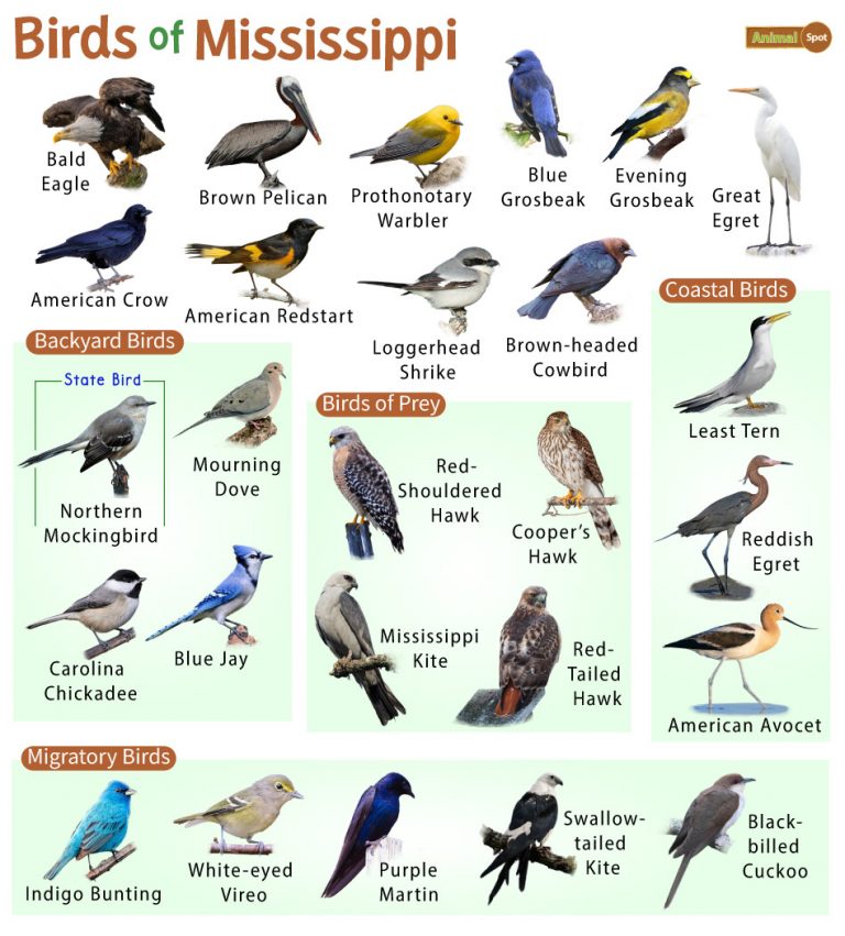List of Common Birds Found in Nebraska– Facts with Pictures