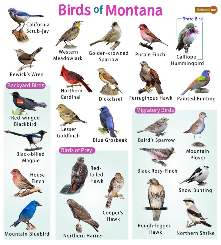 List of the Common Birds Found in Connecticut – Facts with Pictures
