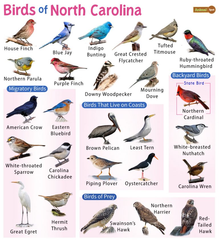 List of Common Birds Found in South Carolina – Facts with Pictures