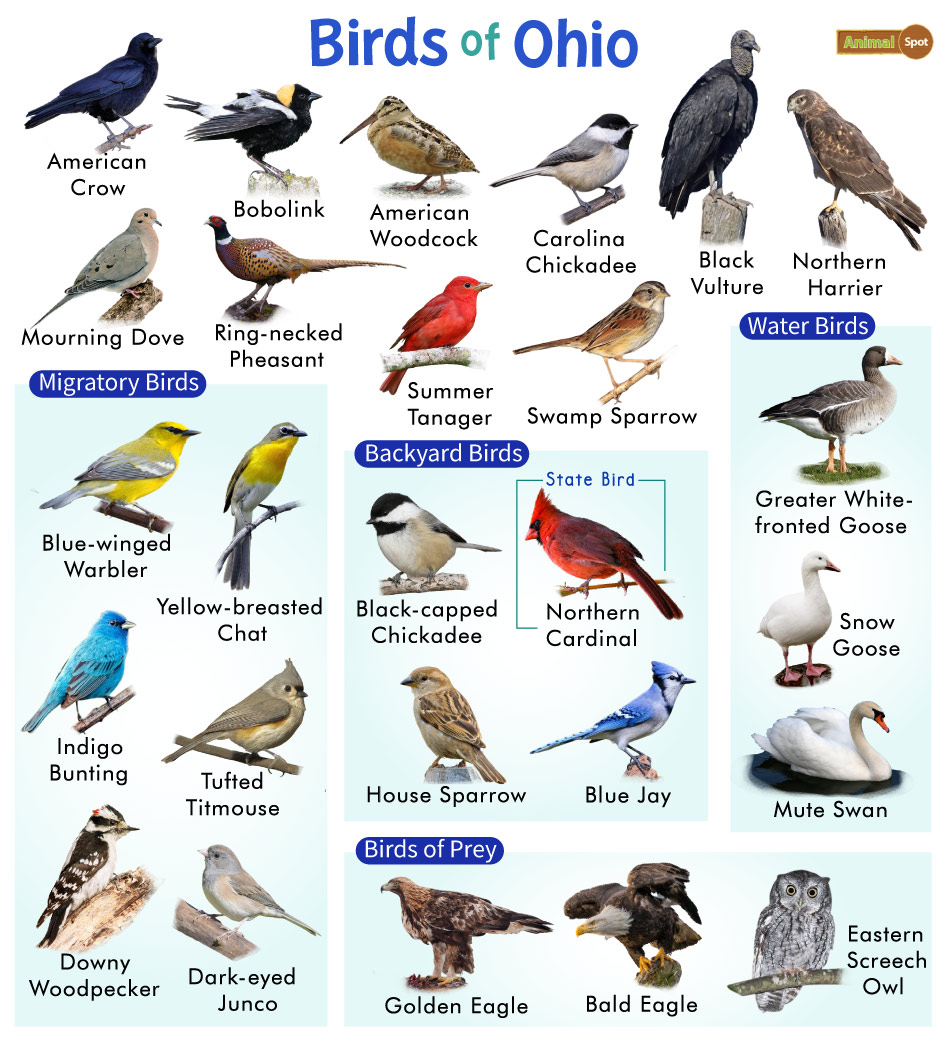 List Of Common Birds Found In Ohio Facts With Pictures