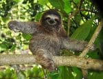 Sloth Facts, Types, Diet, Reproduction, Classification, Pictures