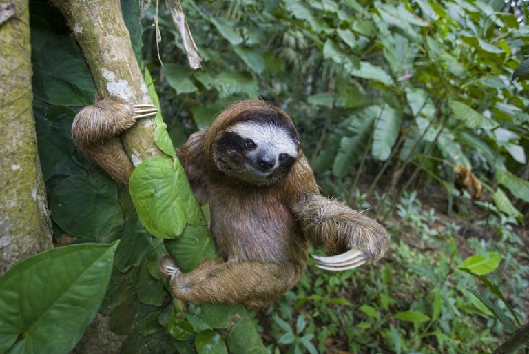 Sloth Facts, Types, Diet, Reproduction, Classification, Pictures