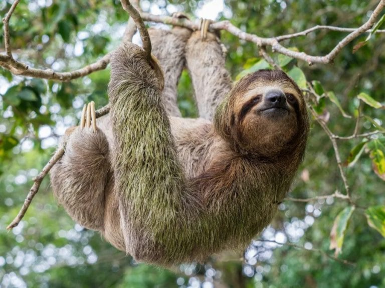 Sloth Facts, Types, Diet, Reproduction, Classification, Pictures