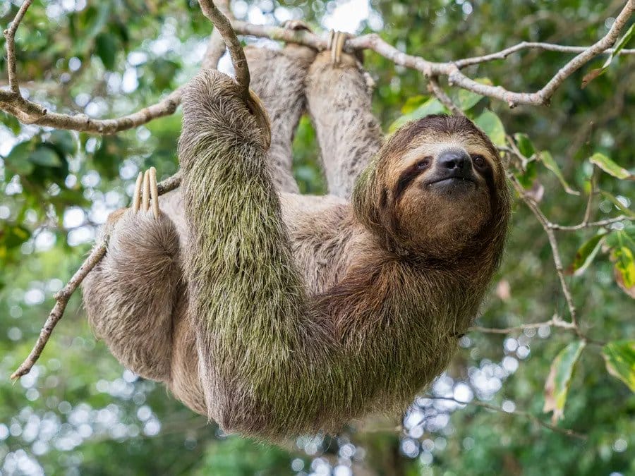 Sloth Facts Types Diet Reproduction Classification Pictures Sloth Facts Types Diet Reproduction Classification Pictures