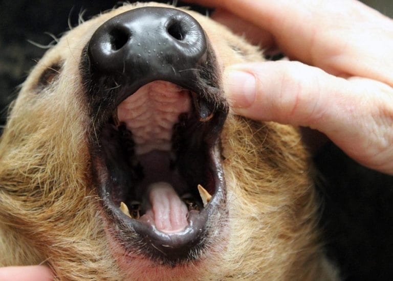 Sloth Facts, Types, Diet, Reproduction, Classification, Pictures