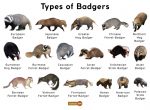 Badger Types, Facts, Diet, Reproduction, Classification, Pictures