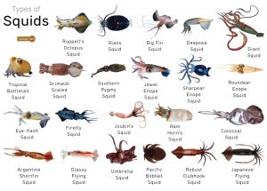 Squid Facts, Types, Diet, Reproduction, Classification, Pictures