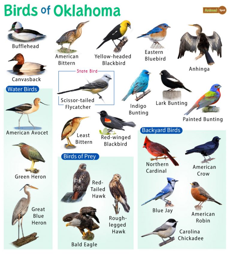 List of Common Birds Found in Mississippi – Facts with Pictures