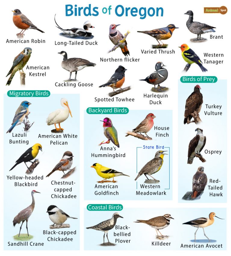 List of Common Birds Found in Oregon – Facts with Pictures