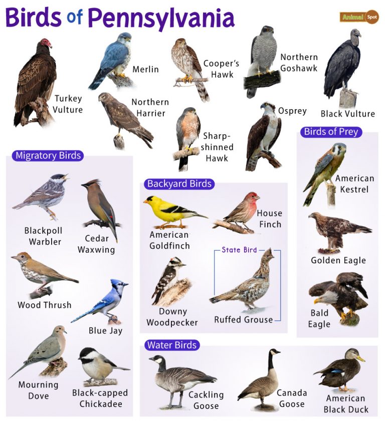 List of the Common Birds Found in Illinois – Facts with Pictures