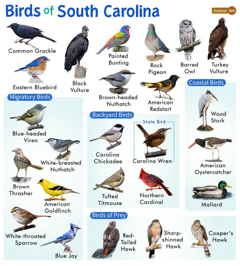 List of Common Birds Found in Texas – Facts with Pictures