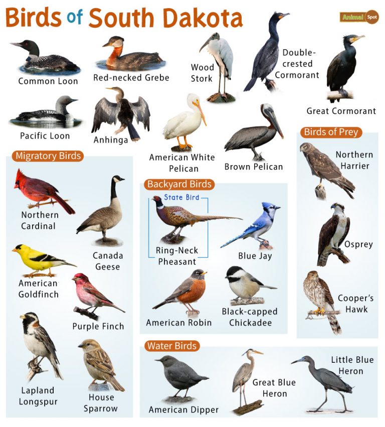List of Common Birds Found in New Jersey – Facts with Pictures
