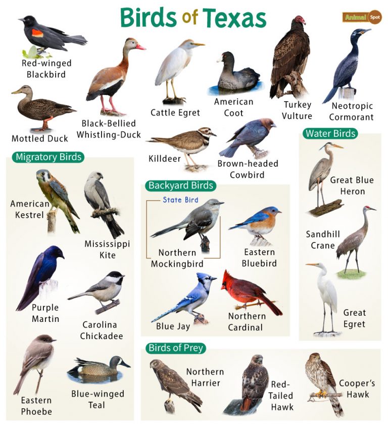 List of Common Birds Found in Mississippi – Facts with Pictures