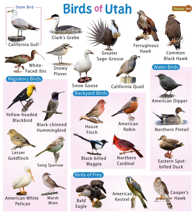 List of Common Birds Found in Utah – Facts with Pictures